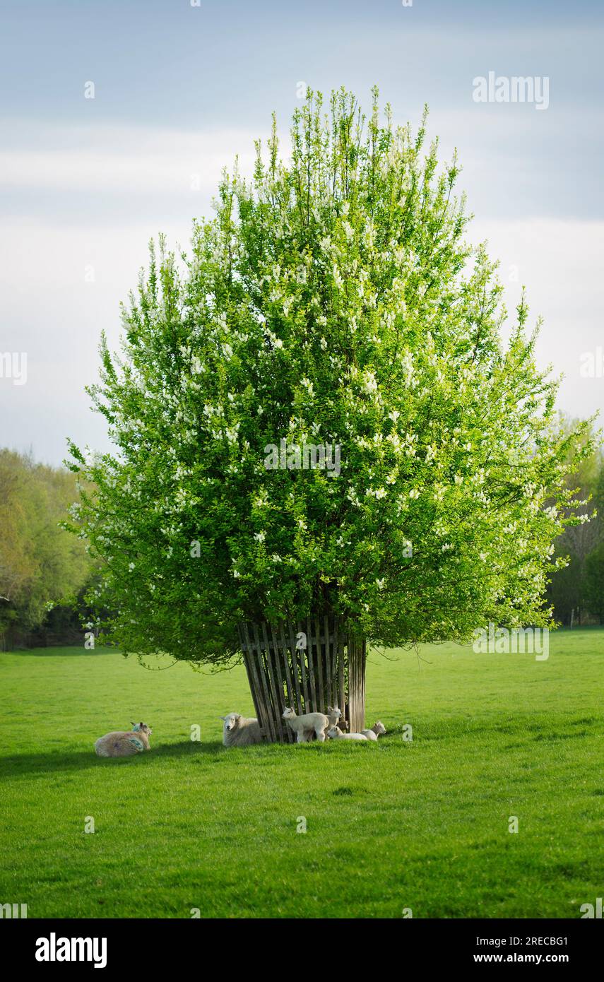 Tree guard hi-res stock photography and images - Alamy