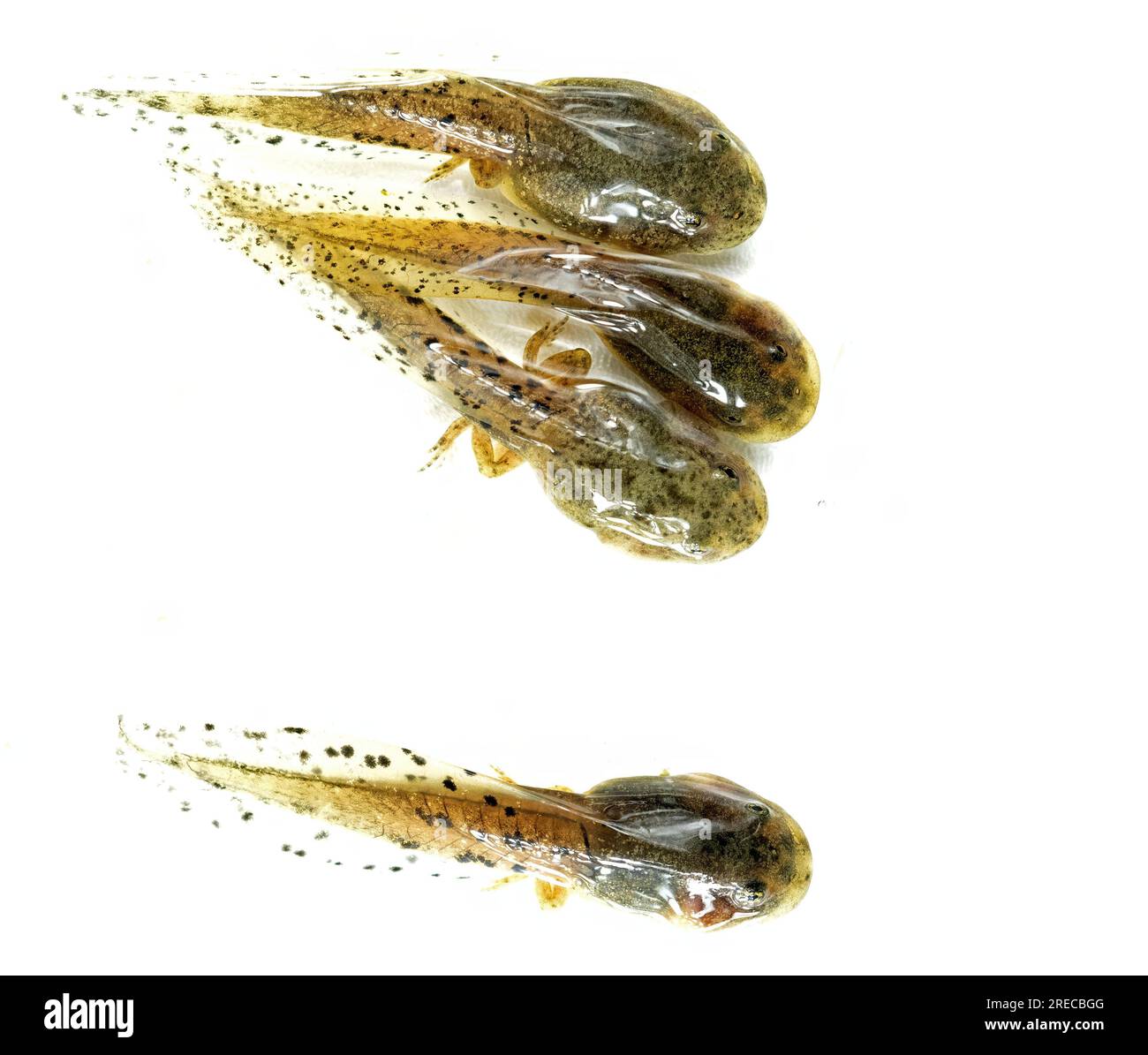 tadpoles, incomplete frog hatchlings, photo isolated on white ...