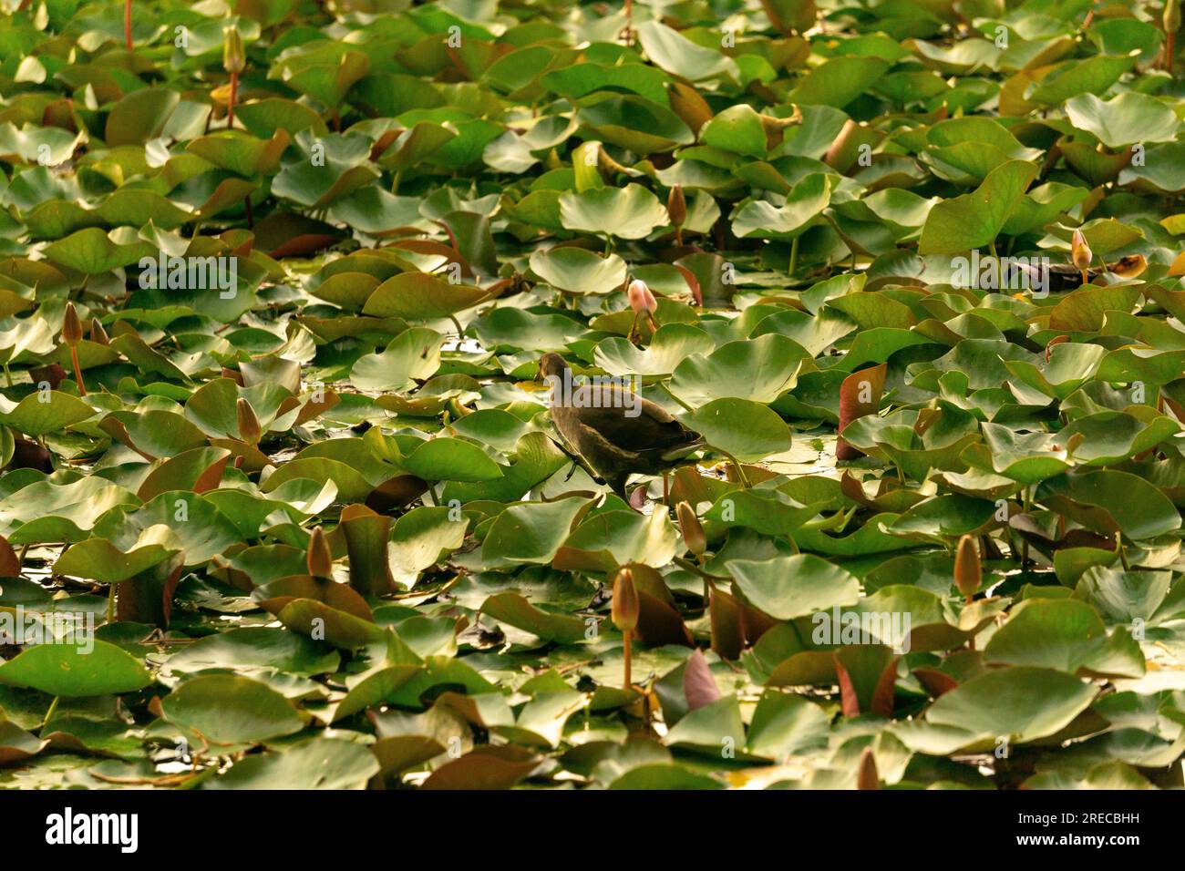 Leaves and bird hi-res stock photography and images - Alamy