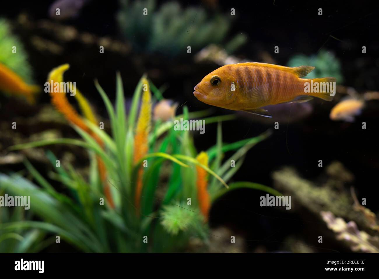 Fish in aquarium. Flora and fauna in water. Pets swim. Life at sea ...