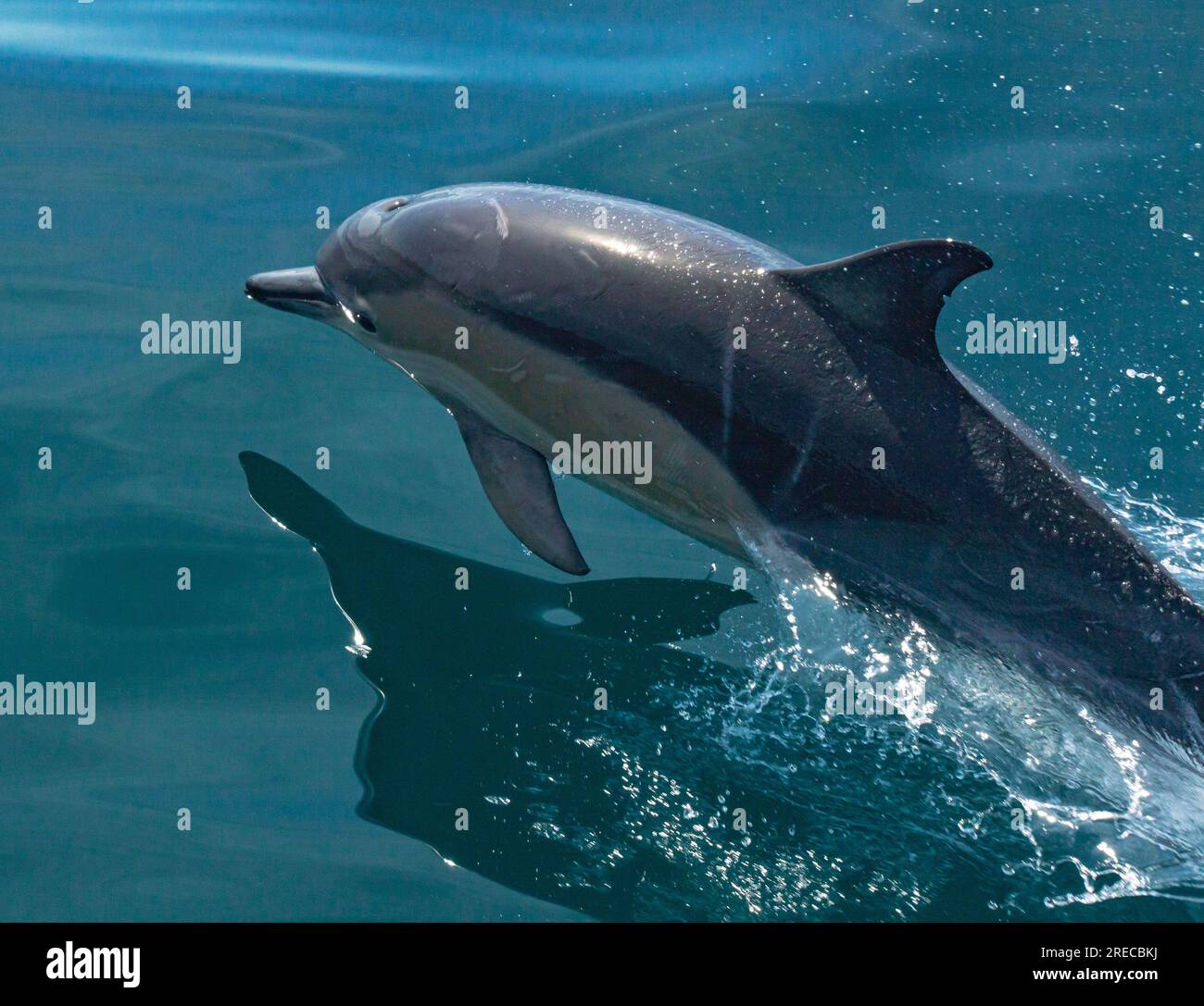Bottlenose Dolphin, Kaikoura, New Zealand Stock Photo - Alamy