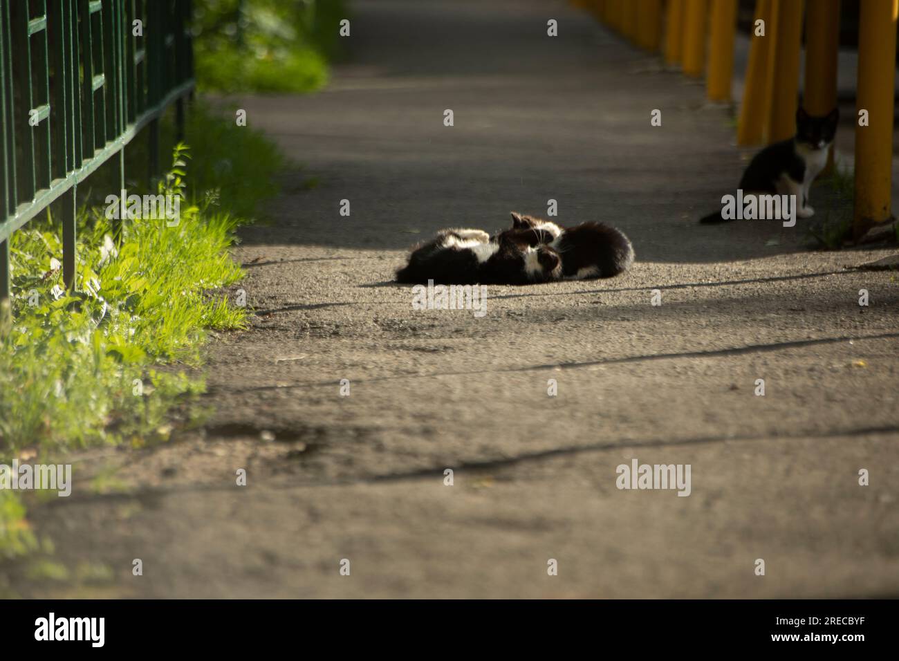 Kittens playing outside in grass hi-res stock photography and images ...