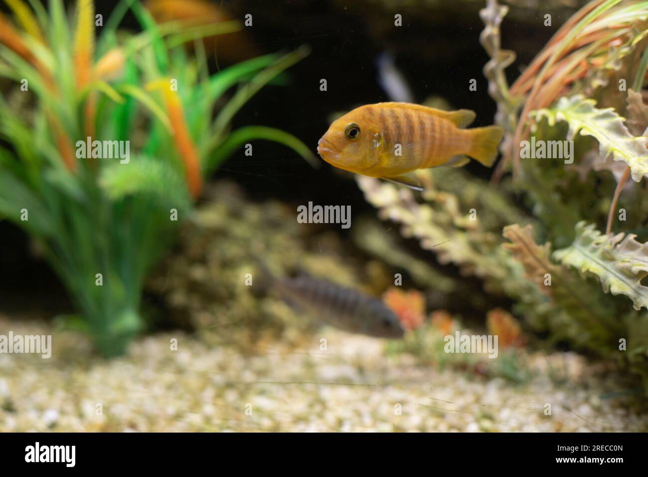 Fish swim at bottom of aquarium. Underwater world. Fish through glass ...