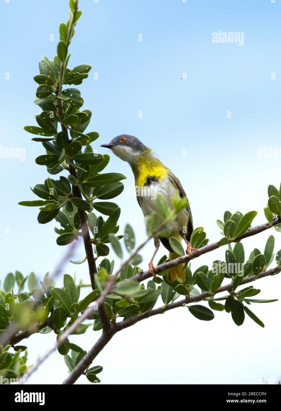 A small member of the Warbler family, the Yellow-breasted Apalis is ...