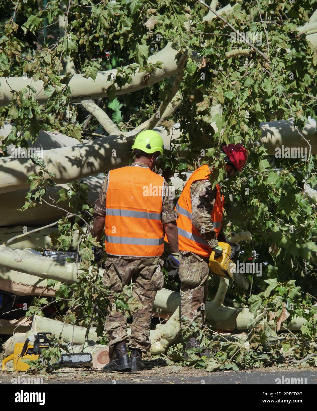 Car trees accident crushed hi-res stock photography and images - Alamy