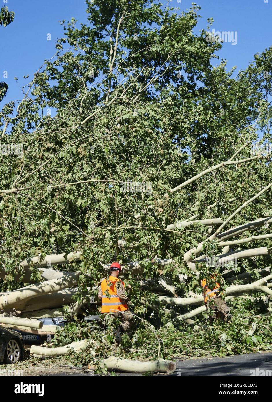Car trees accident crushed hi-res stock photography and images - Alamy
