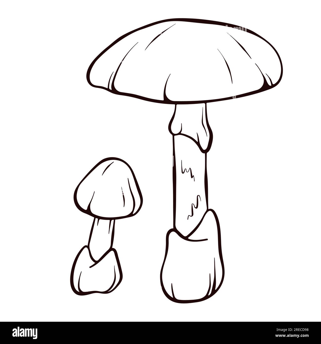 The Death Cap inedible mushroom in line art style. Amanita phalloides ...