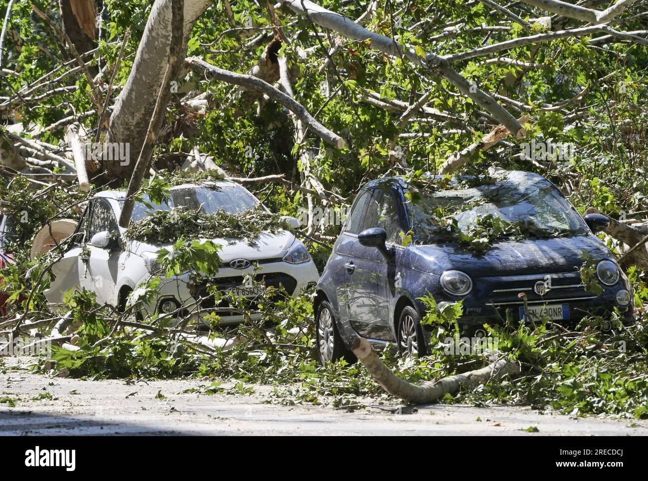 Car trees accident crushed hi-res stock photography and images - Alamy