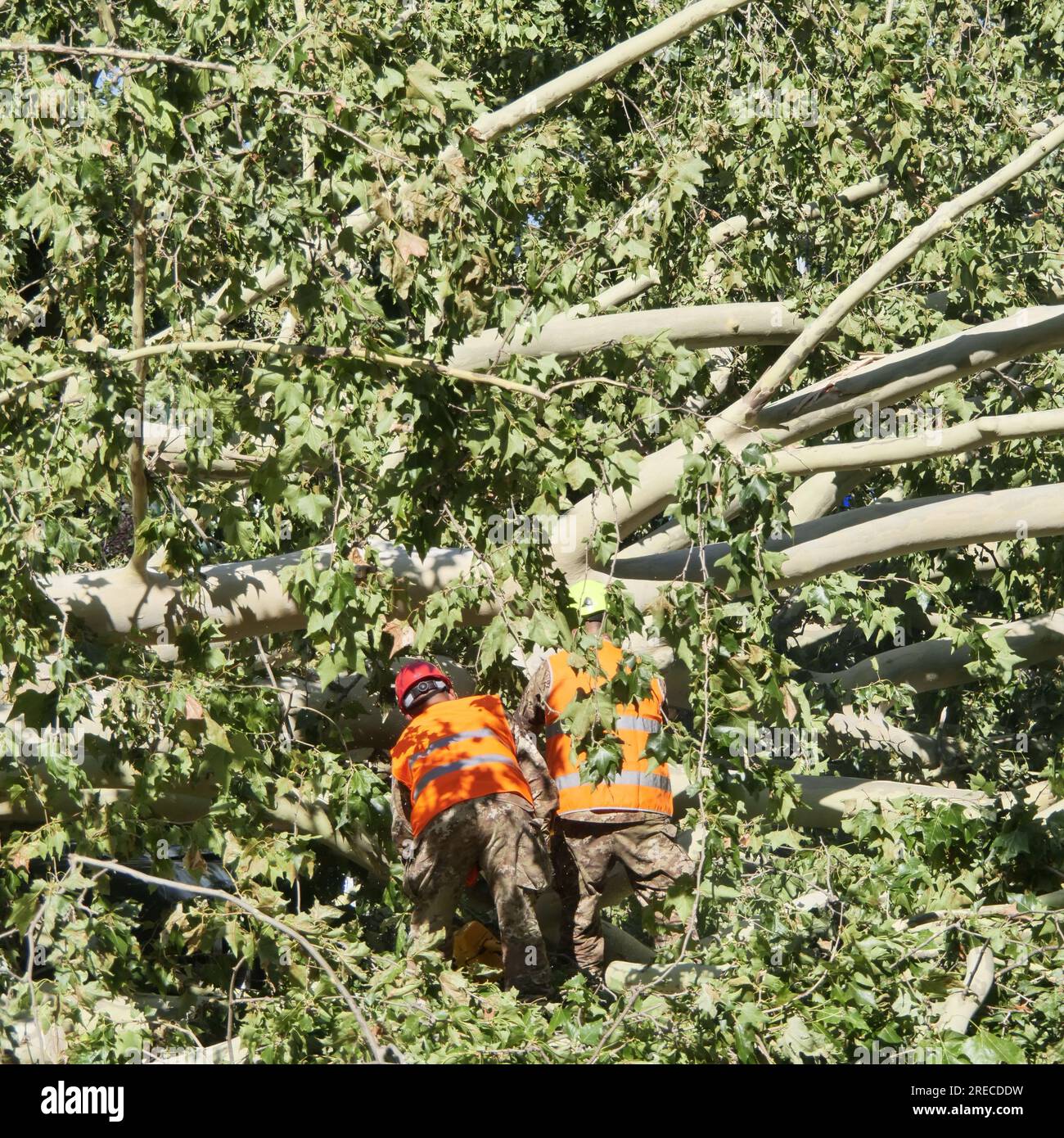 Car trees accident crushed hi-res stock photography and images - Alamy