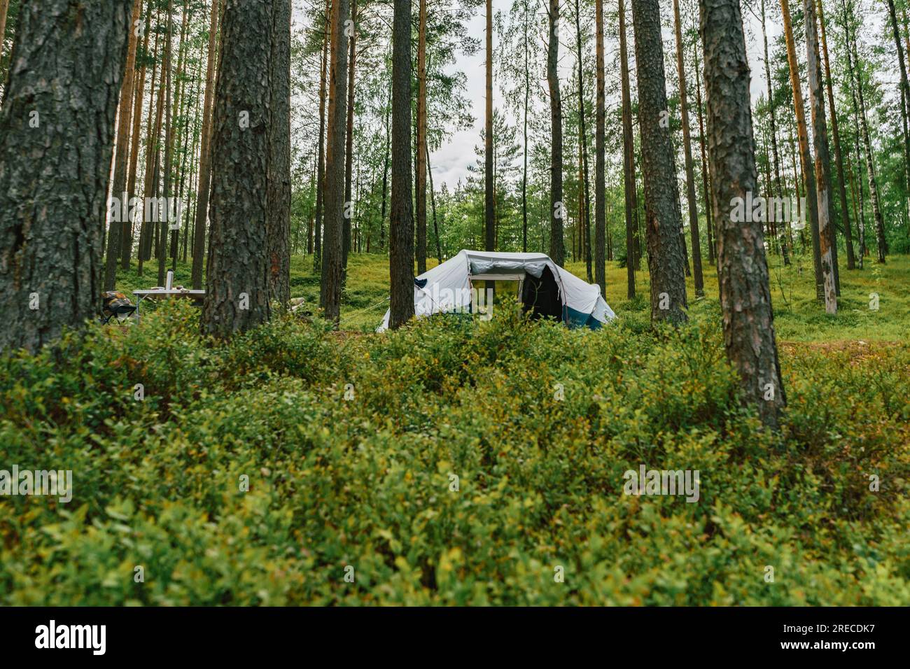 Touristic tent in forest. Family camping concept Stock Photo - Alamy