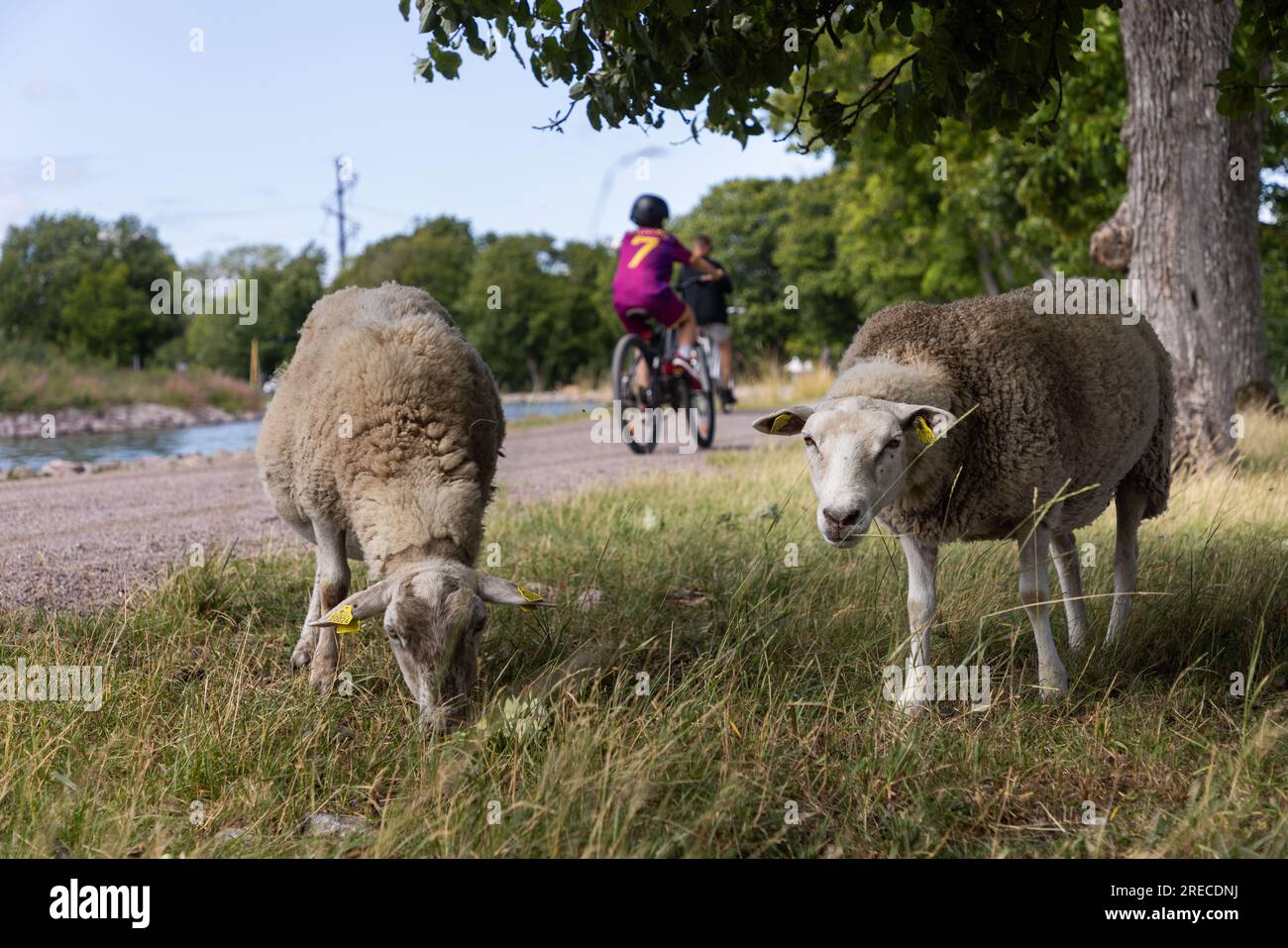 Seasonal weather, sheep along Göta kanal, Östergötland county, Sweden ...