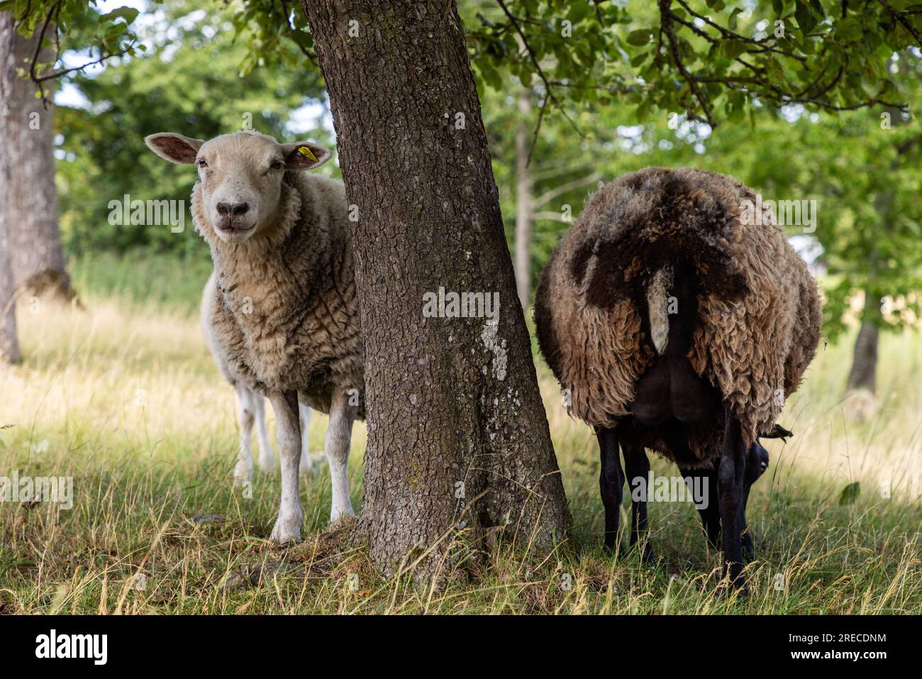Seasonal weather, sheep along Göta kanal, Östergötland county, Sweden ...