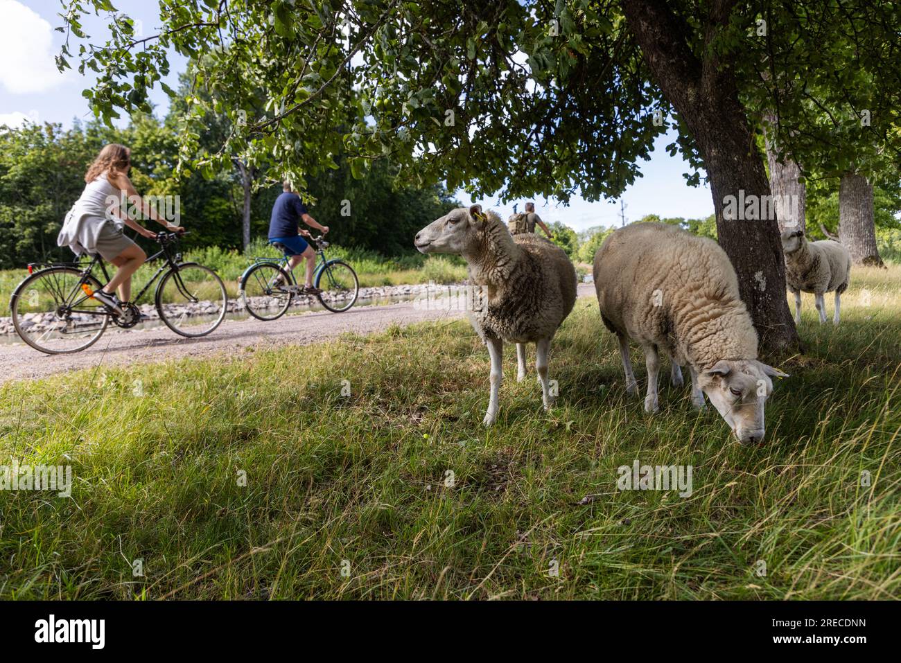 Seasonal weather, sheep along Göta kanal, Östergötland county, Sweden ...