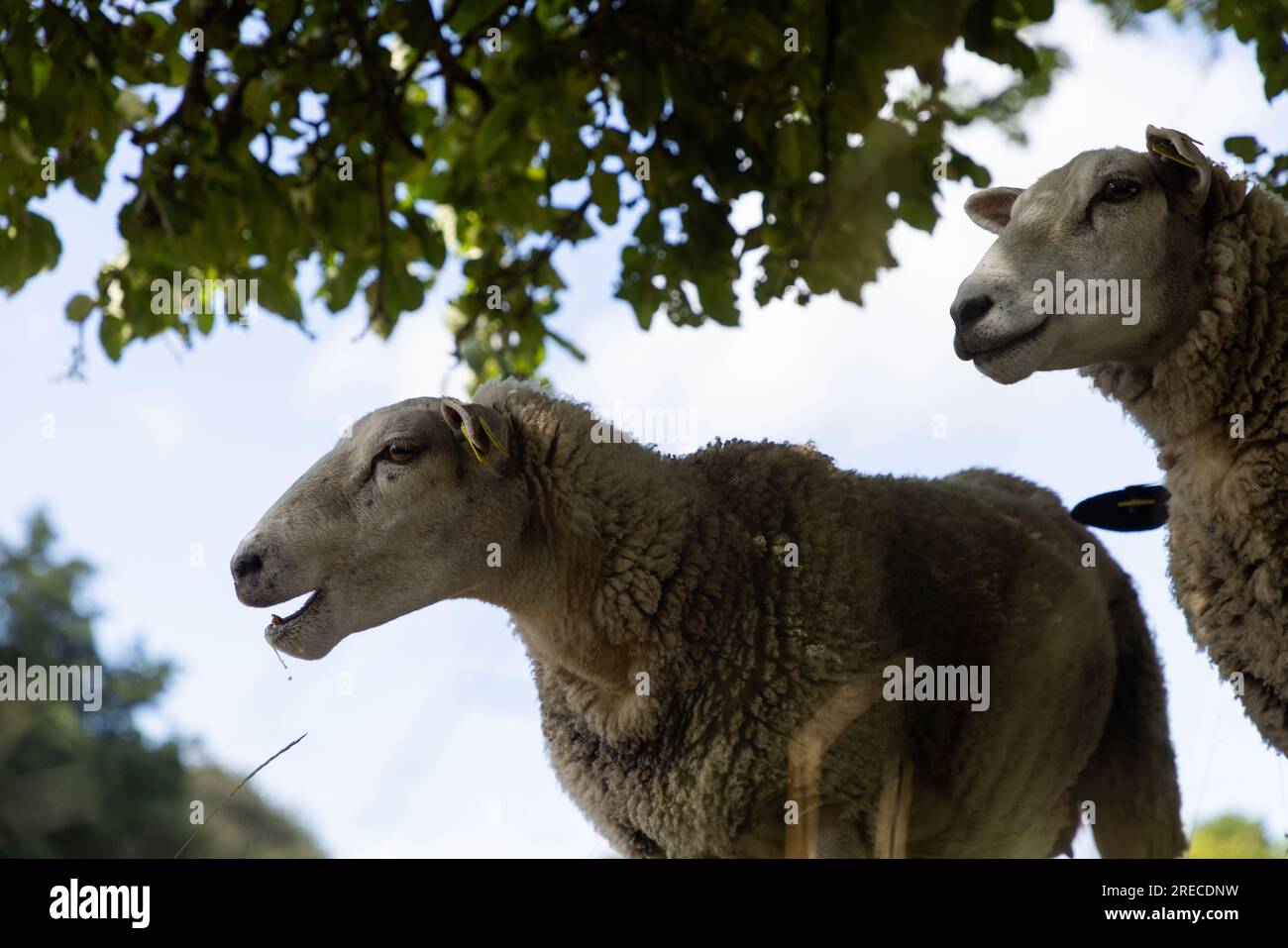 Seasonal weather, sheep along Göta kanal, Östergötland county, Sweden ...