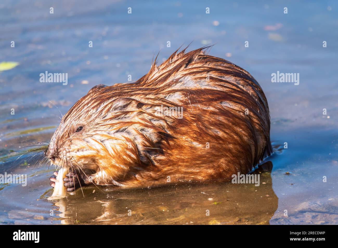 Wild animal Muskrat, Ondatra zibethicuseats, eats on the river bank ...