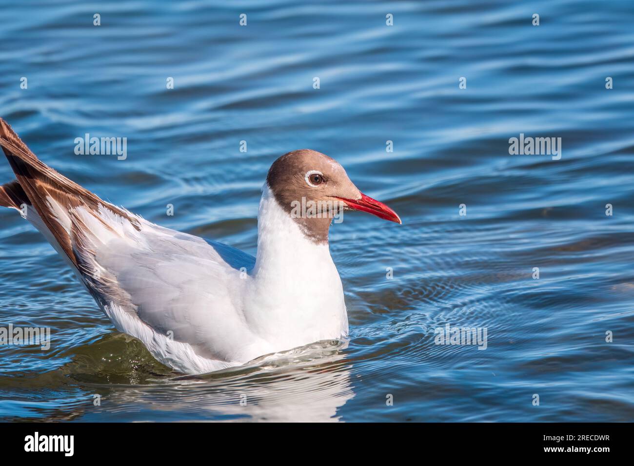 The common tern, Sterna hirundo, swims on a pond. The common tern is a seabird in the family ...