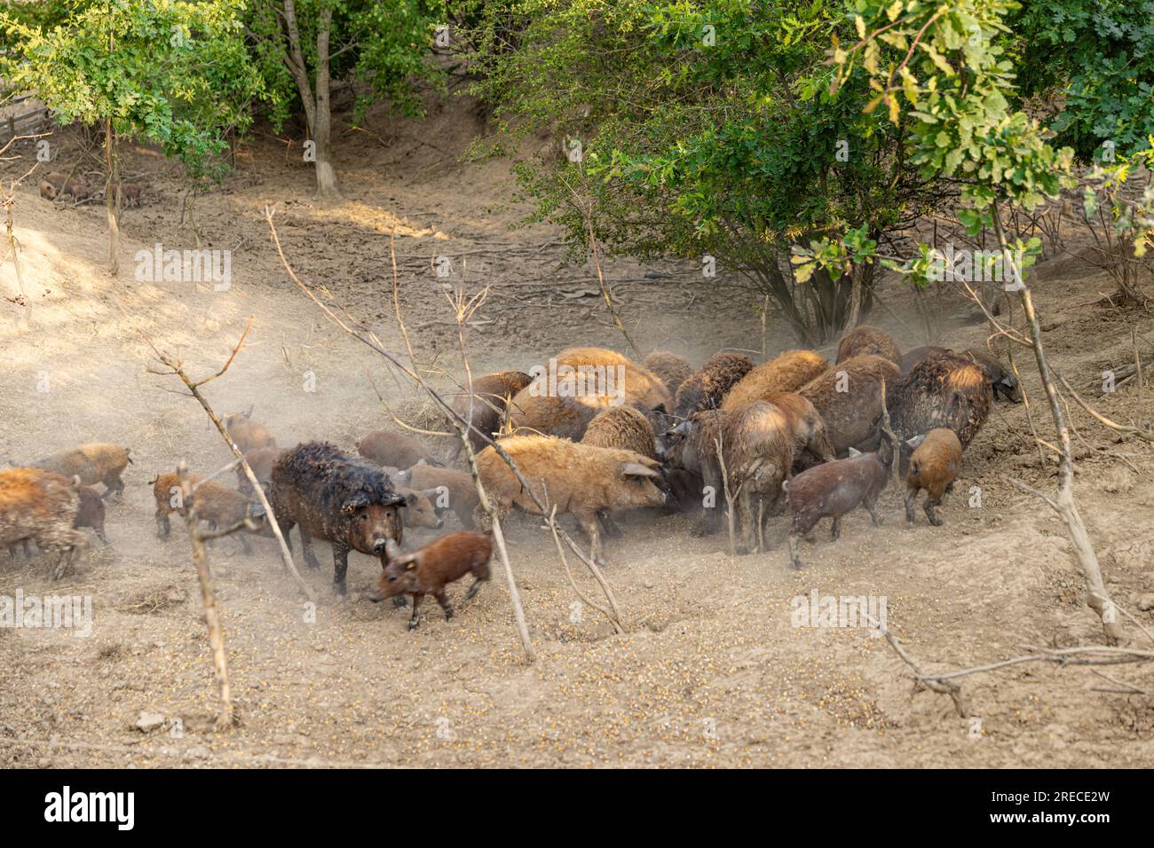 Hungarian pigs hi-res stock photography and images - Alamy