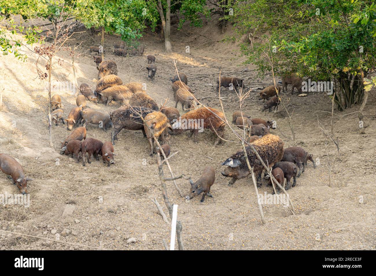 Herd of woolly pigs of the breed Mangalitza Stock Photo - Alamy