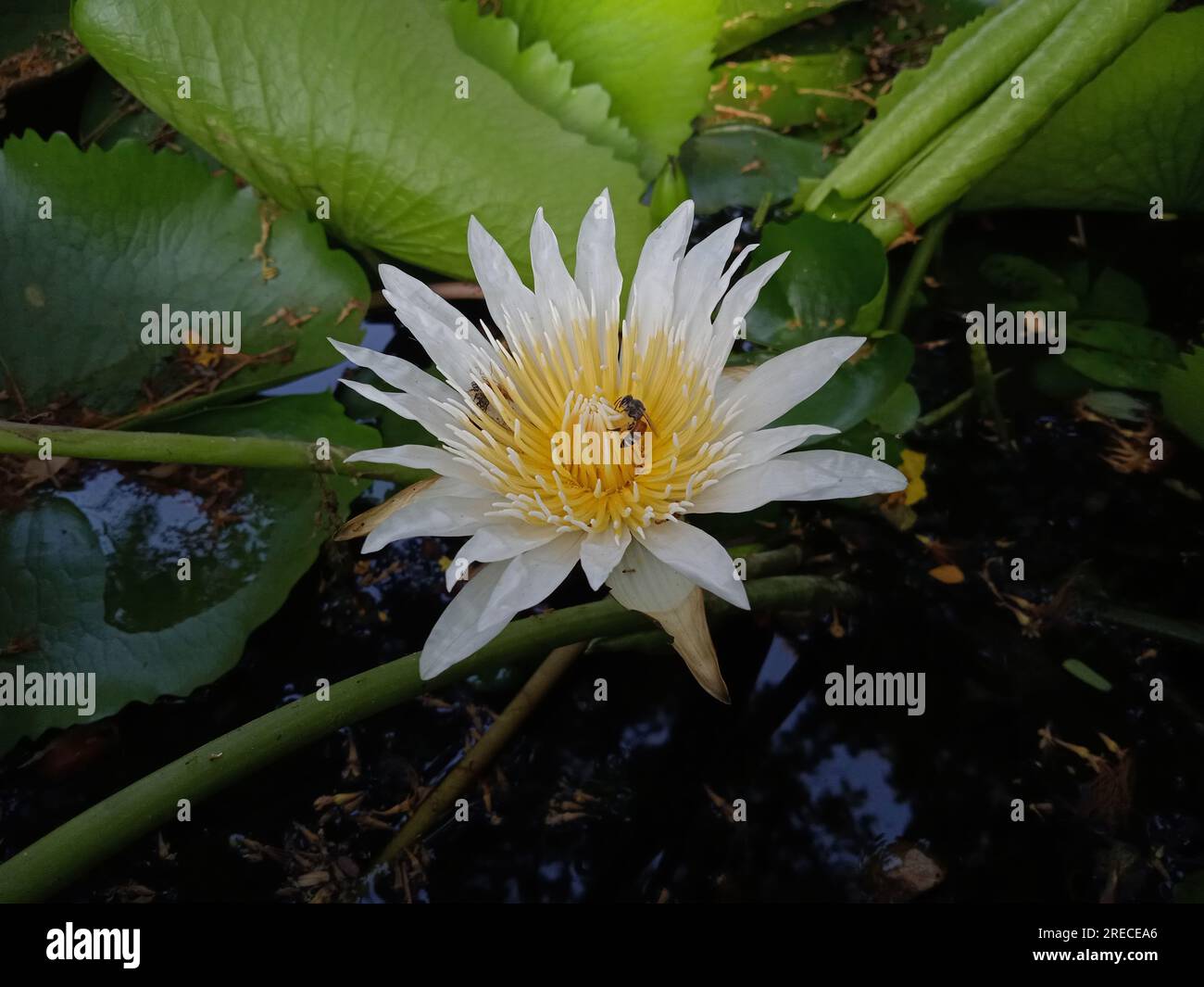 fresh lotus flower for background thailand waterlily Stock Photo - Alamy
