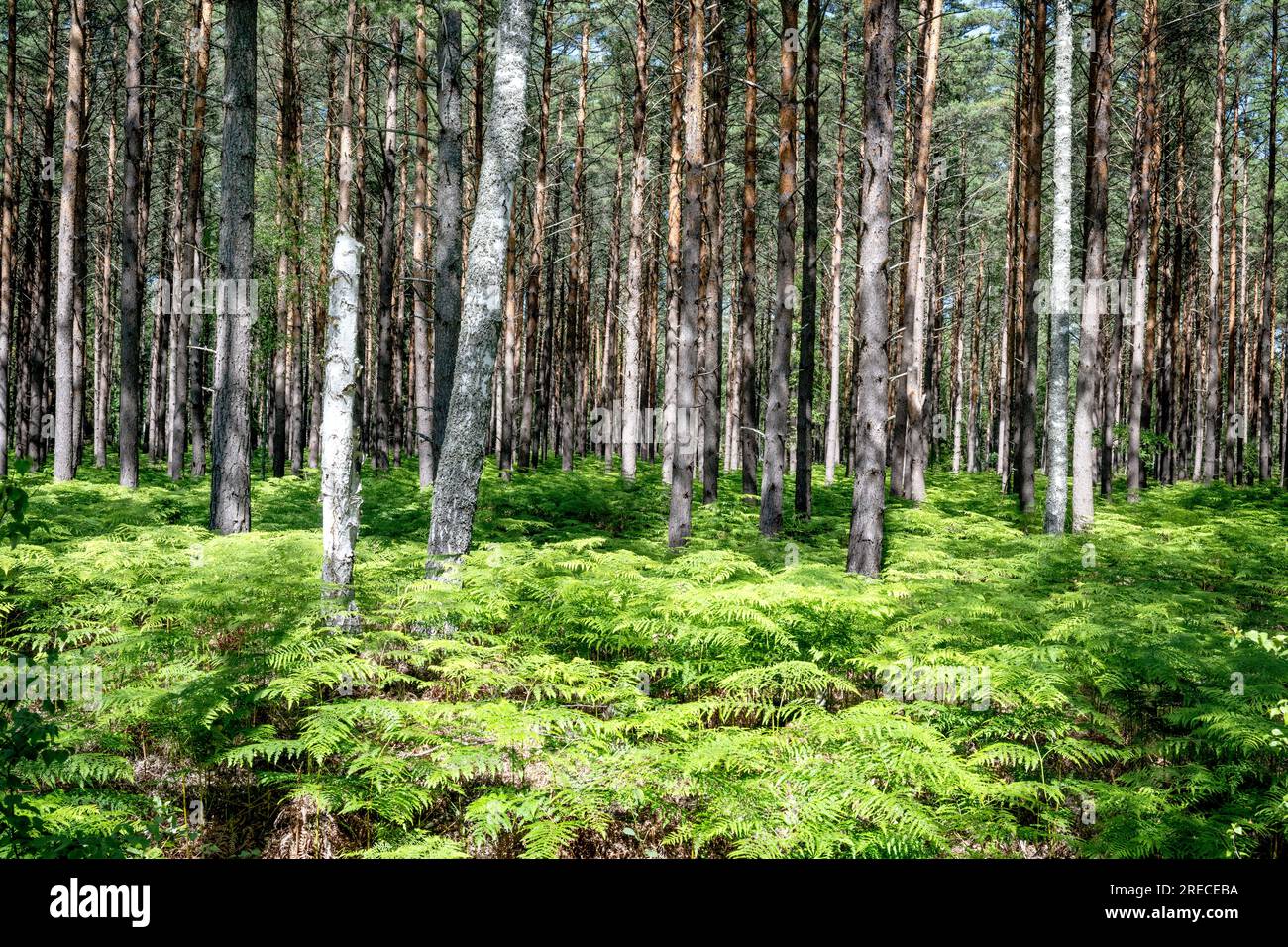 Oland (Swedish: Öland), one of Sweden's largest tourist destinations ...