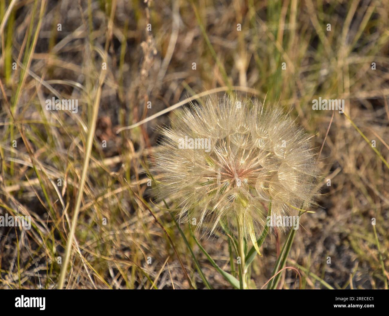 Spores blowing in the wind hi-res stock photography and images - Alamy