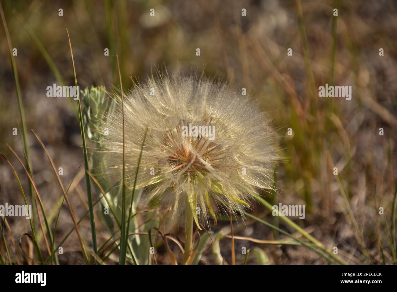 Wish Flower Ready to Spread Its Seeds with a light breeze Stock Photo ...