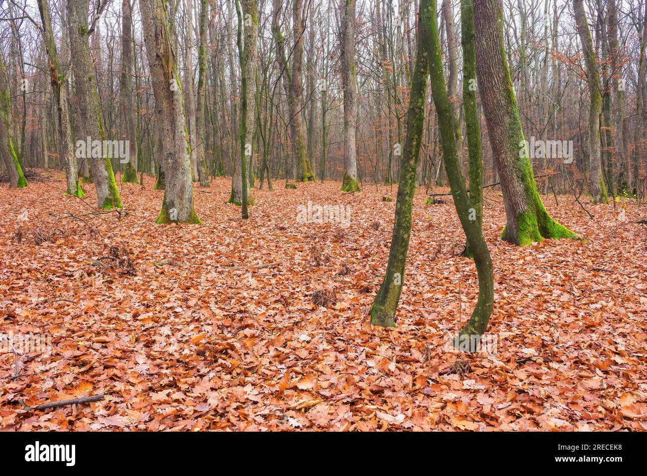 autumn weather background. fall scenery in forest. foliage on the ...
