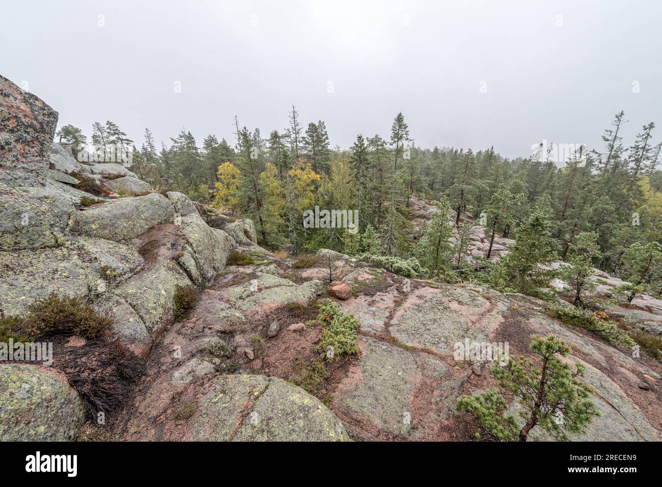 hiking footpath in forest between trees in Skuleskogen National Park in ...