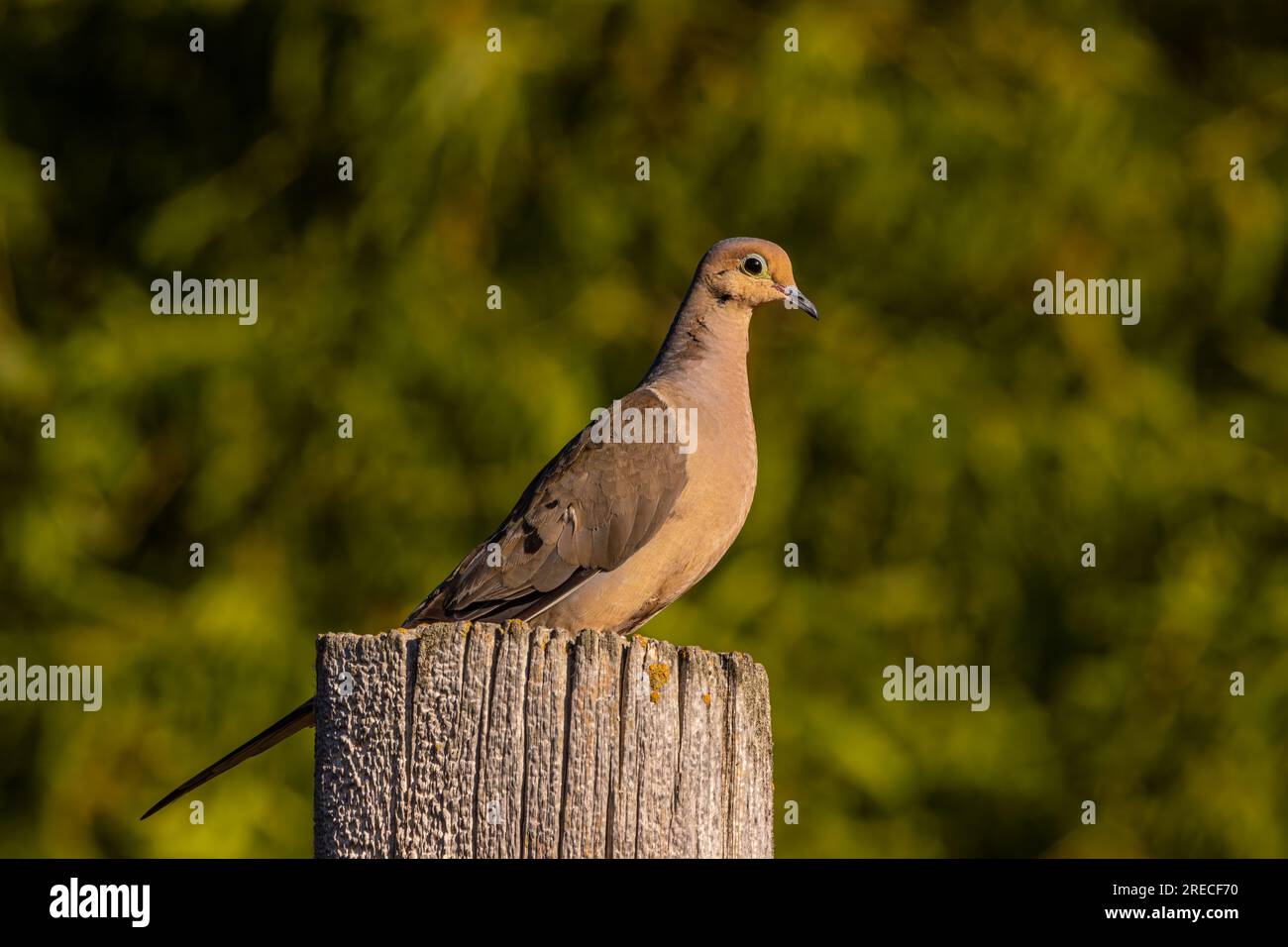 A Mourning Dove (Zenaida Macroura) perches on a weathered fence post at ...