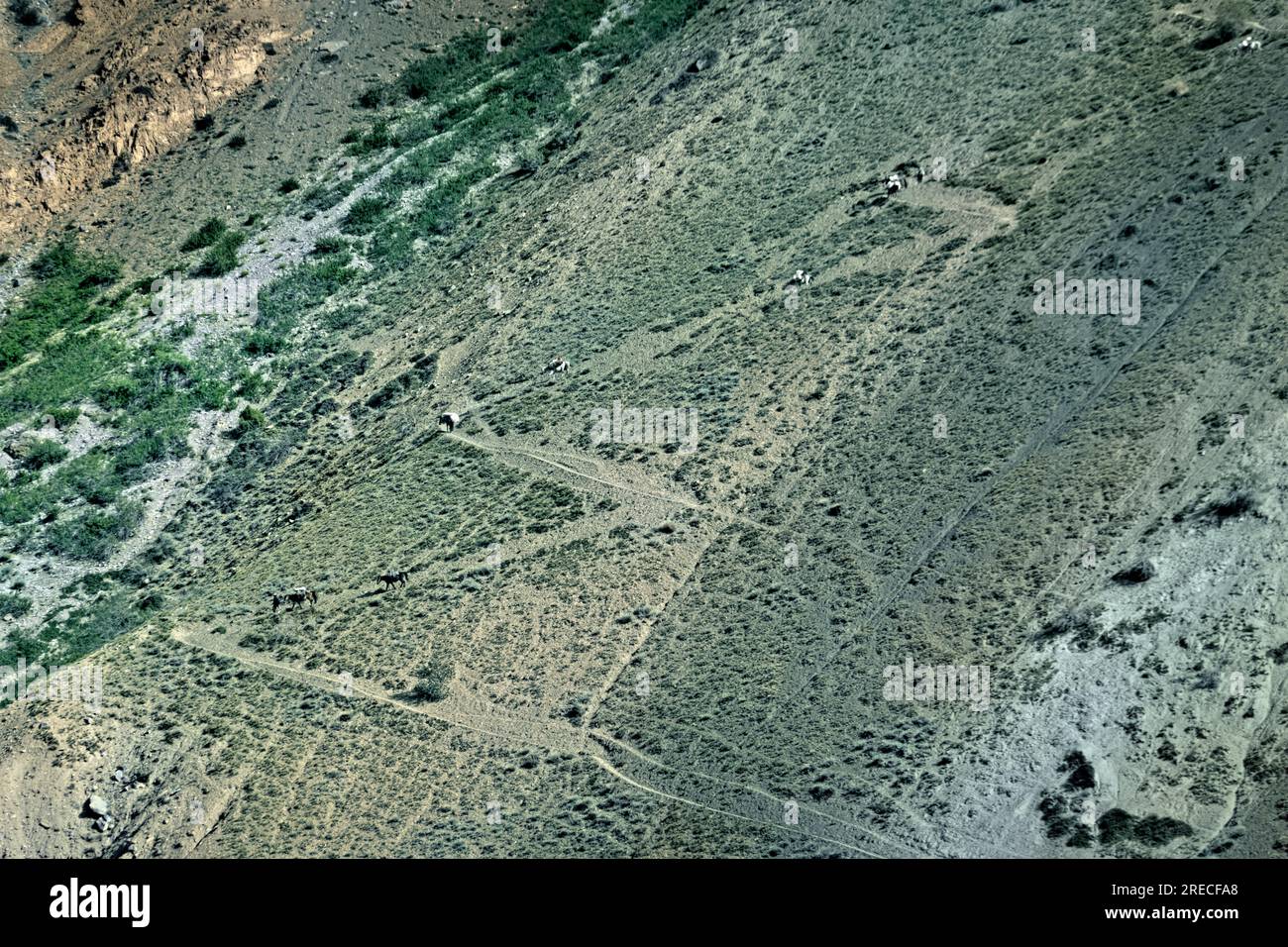Horses descending steep switchbacks down the Parfi La Pass, Ladakh ...