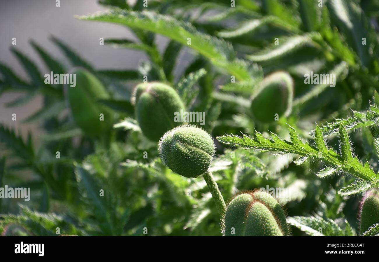 Large poppy plant with lots of budding poppies ready to flower Stock ...