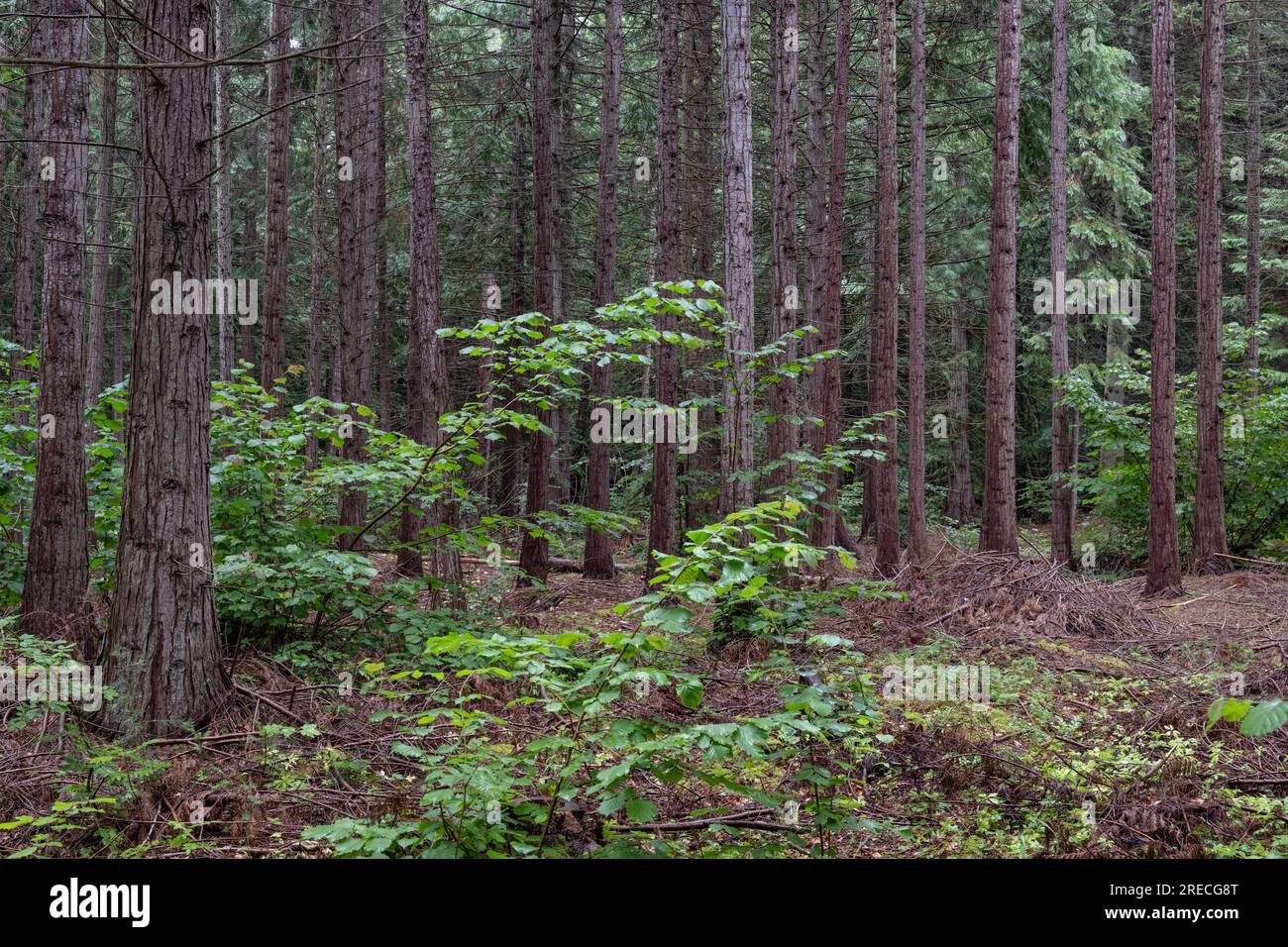 Oland (Swedish: Öland), one of Sweden's largest tourist destinations ...