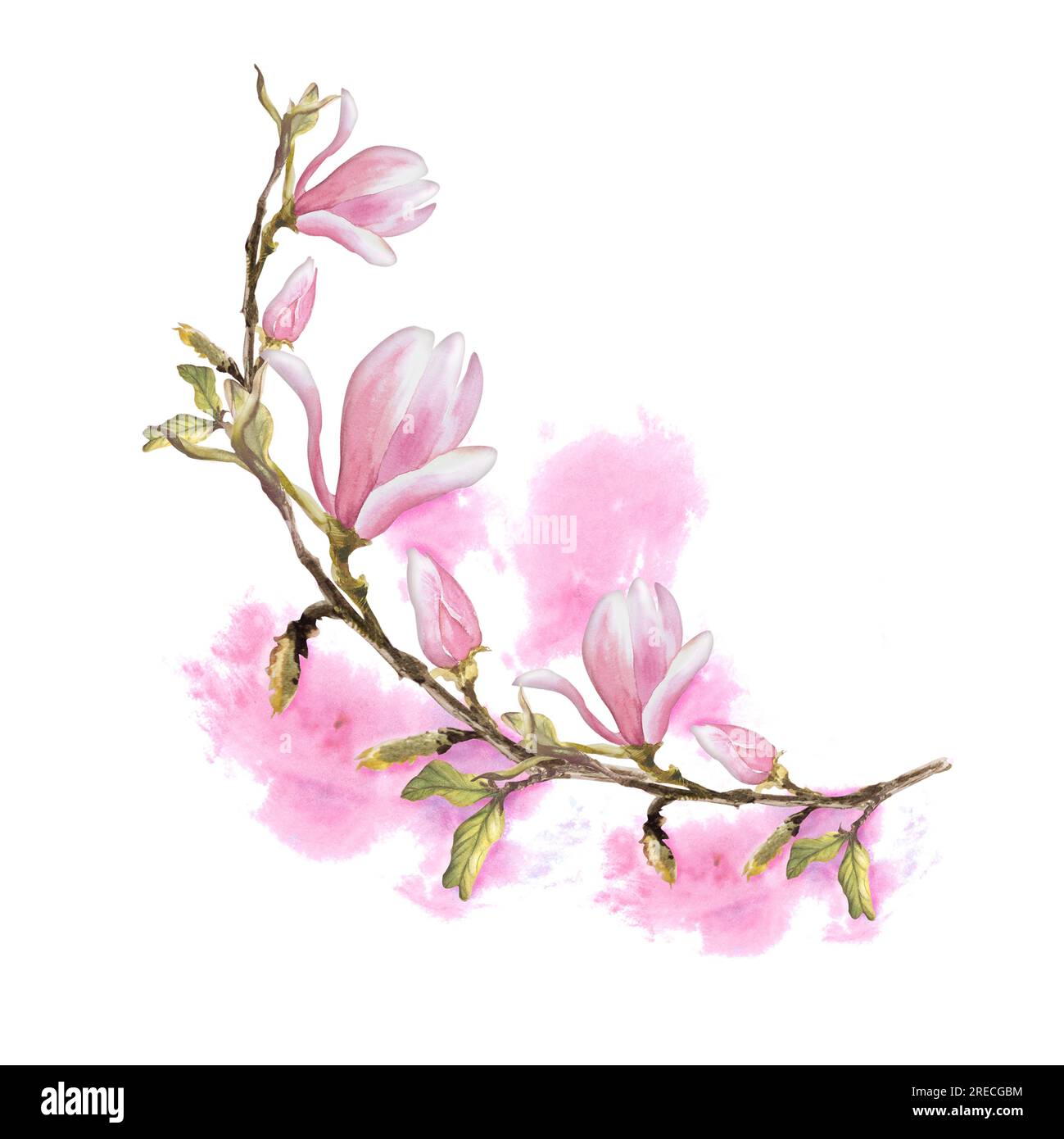 Magnolia flower bough Watercolor Hand drawn Illustration isolated on ...