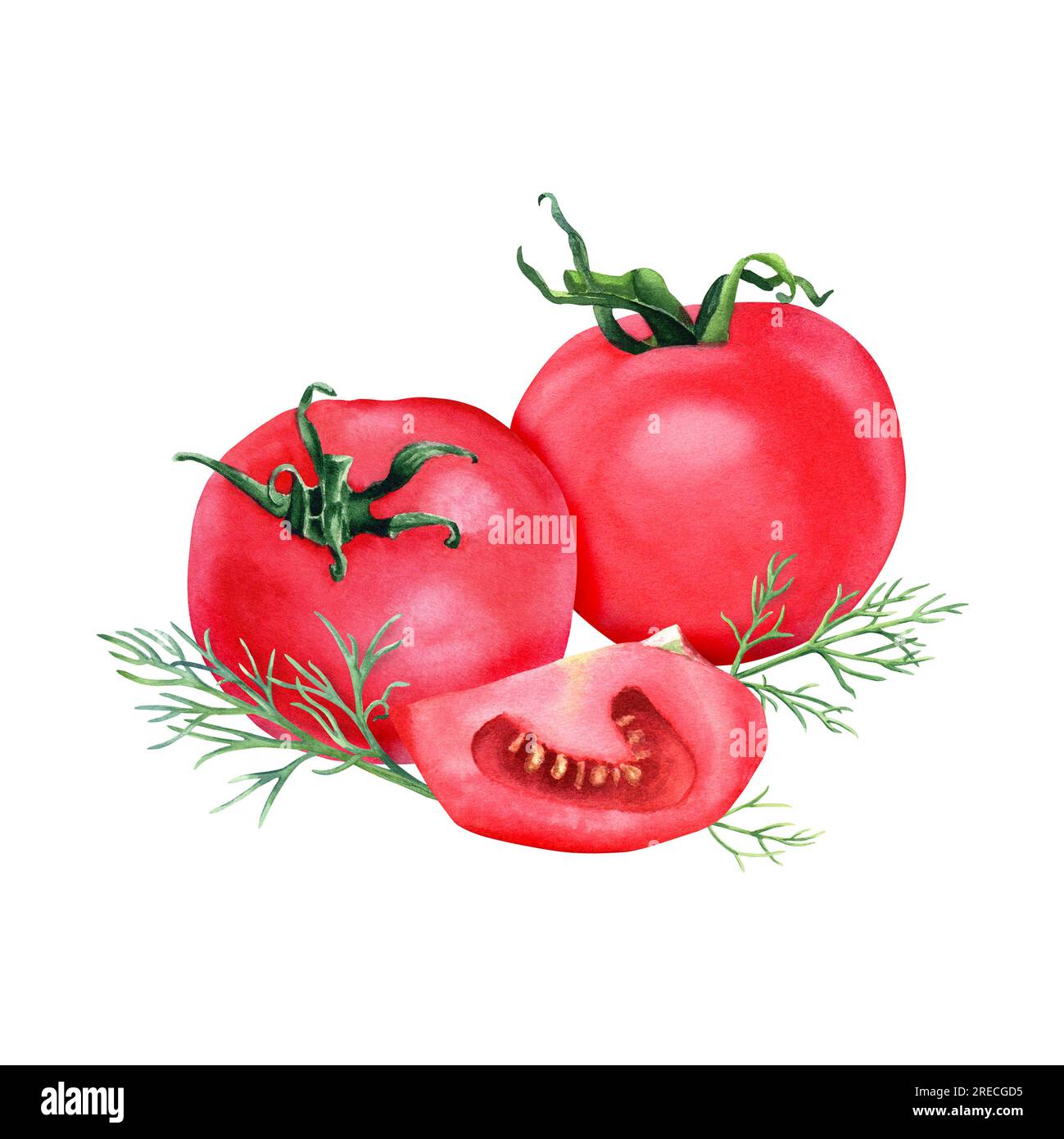 A composition with whole fresh red tomatoes, slice and dill. Watercolor ...