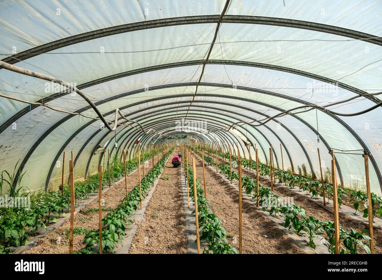 Aubagne (south eastern France): vegetable growing farm. Farm worker ...