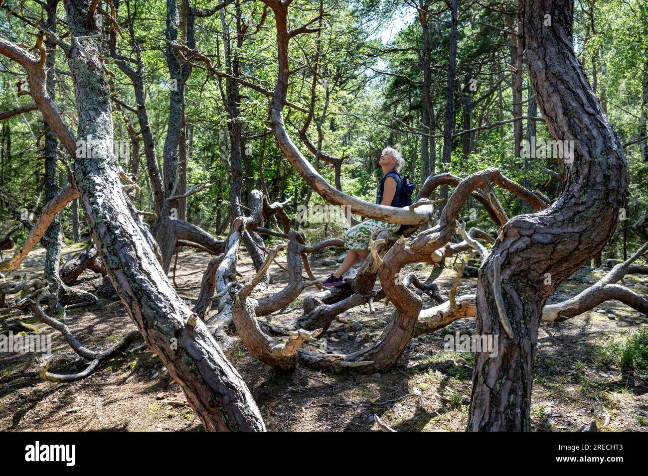 Oland (Swedish: Öland), one of Sweden's largest tourist destinations ...
