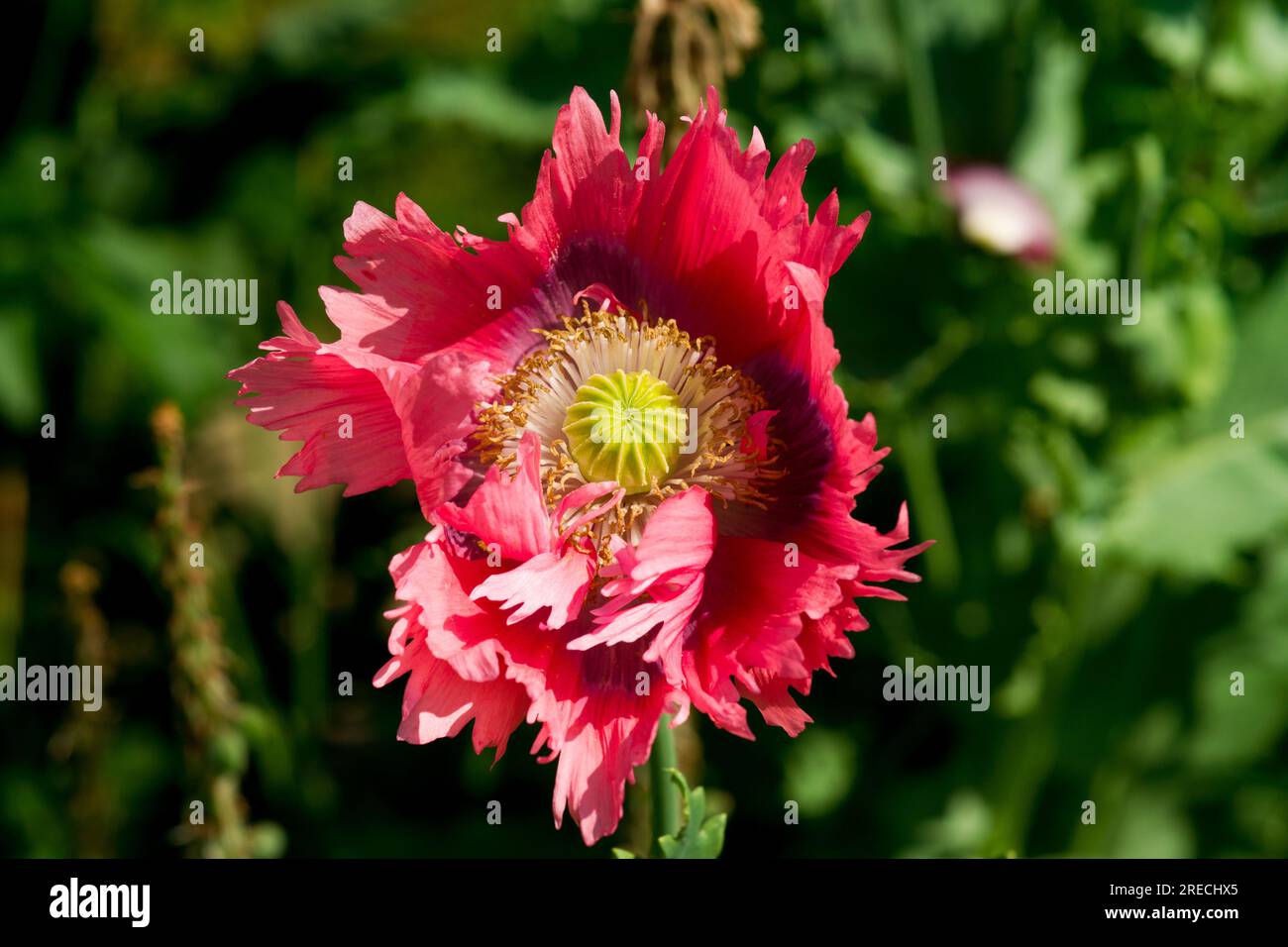 Giant poppy pink hi-res stock photography and images - Alamy