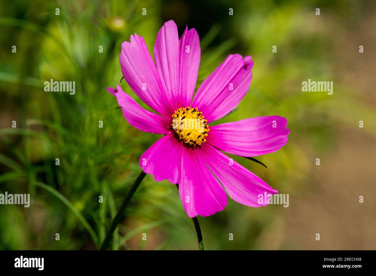 Cosmos bipinnatus, Sonata Carmine purple flower with bright yellow ...