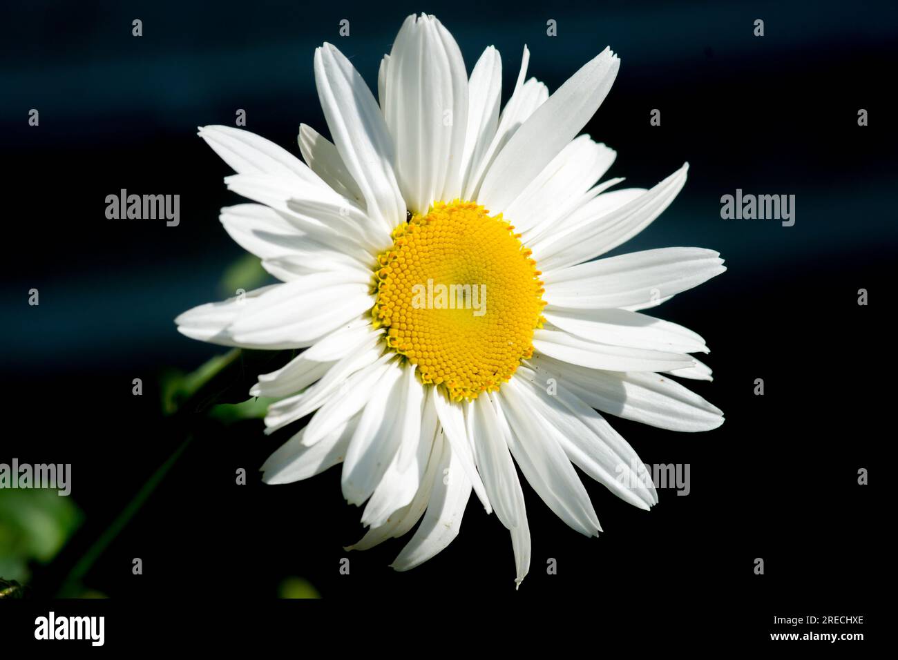 common large daisy Stock Photo - Alamy