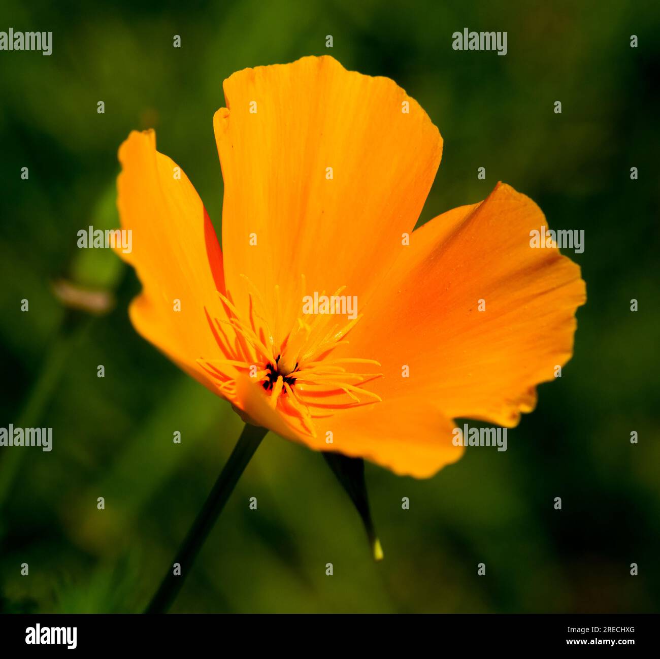 bright yellow california poppy Stock Photo - Alamy