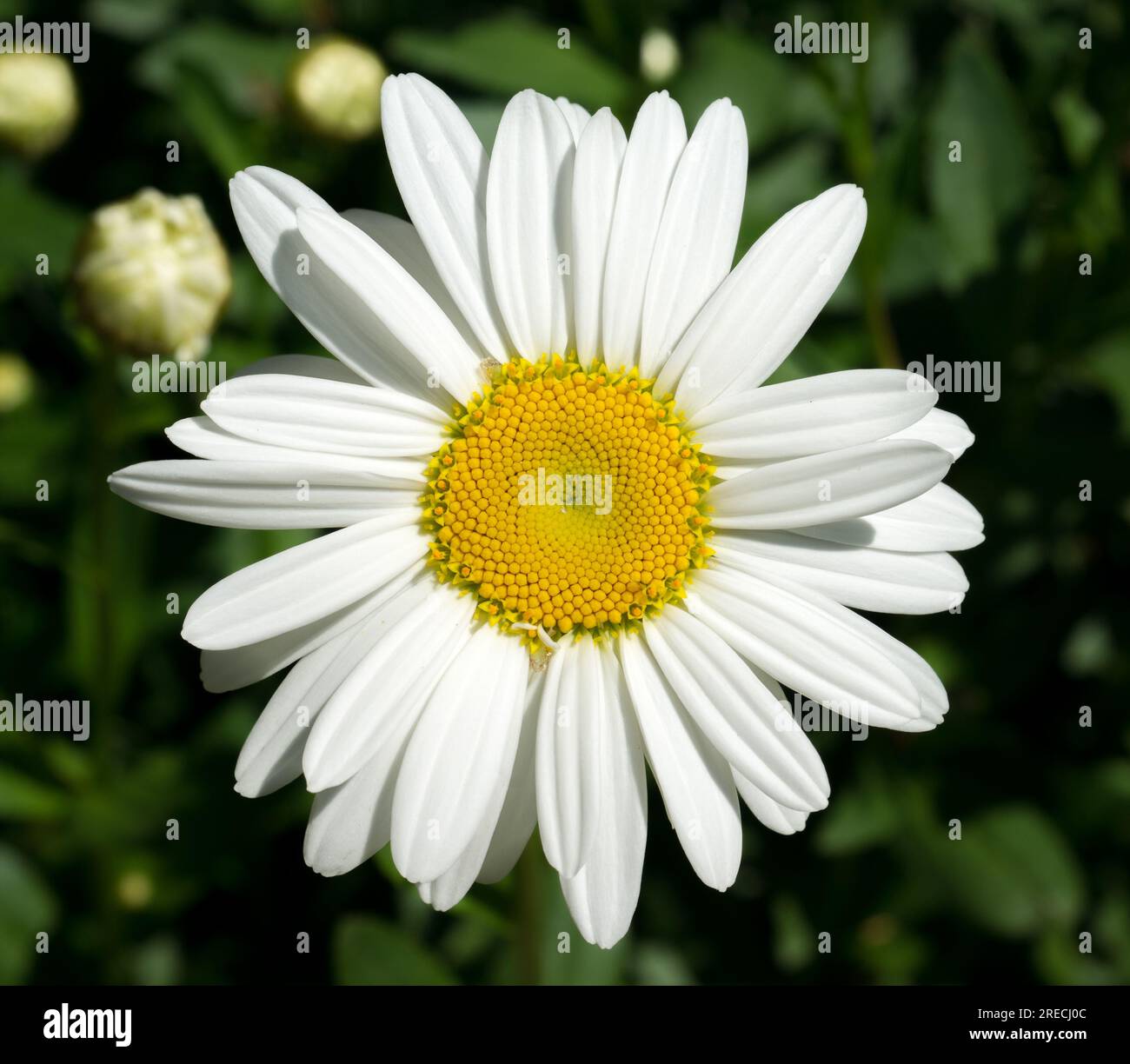 common daisy, white flowers with yellow centres Stock Photo - Alamy