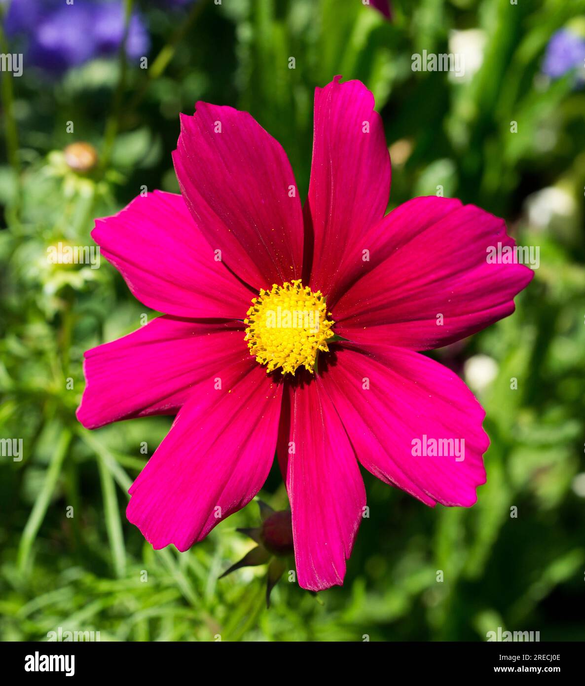 vibrant cosmos apollo Stock Photo - Alamy