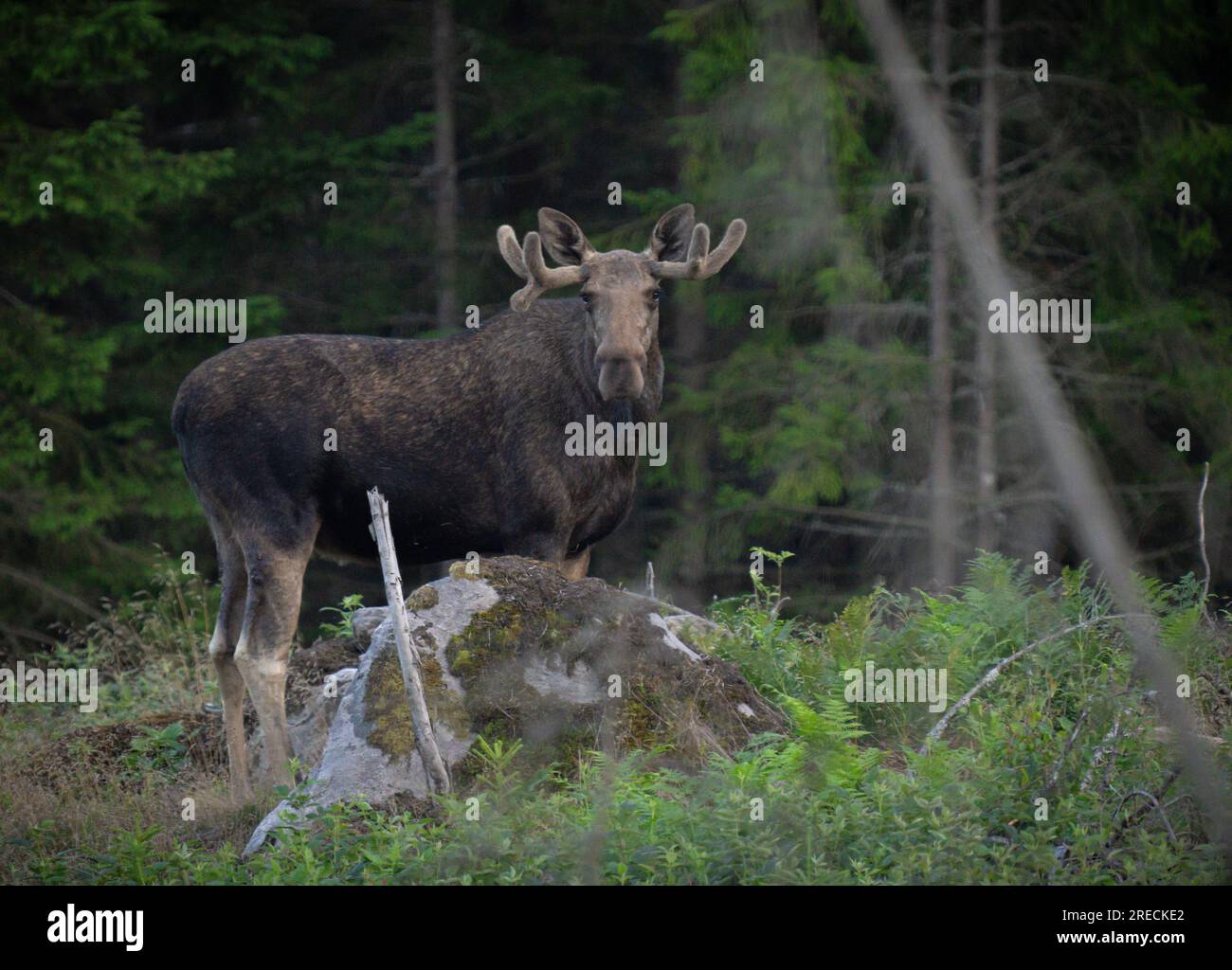 Lonsboda, Sweden, 26 July, 2023 elk, European moose (Alces alces alces ...