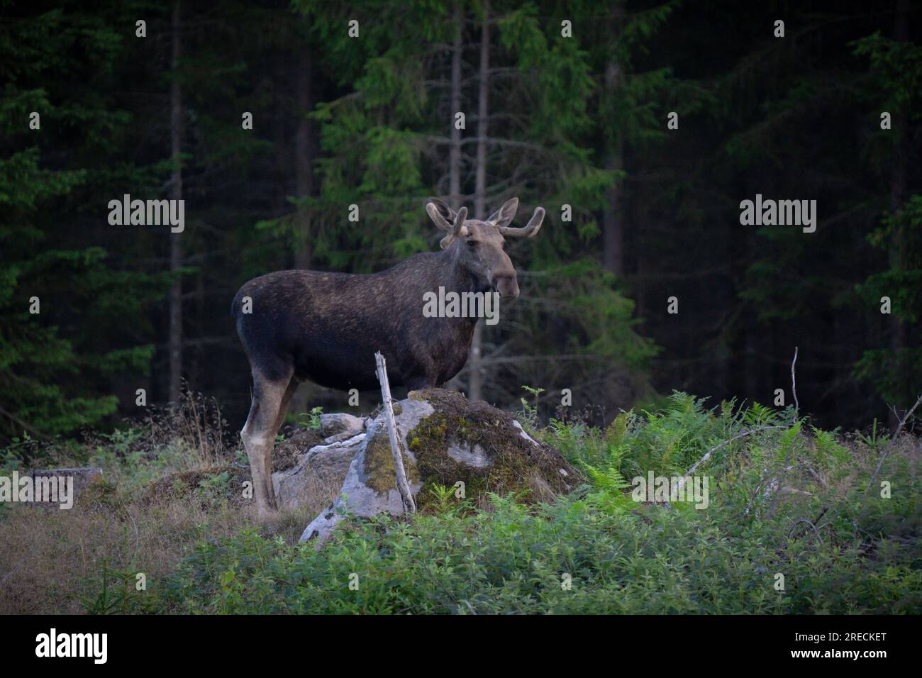 Lonsboda, Sweden, 26 July, 2023 elk, European moose (Alces alces alces ...