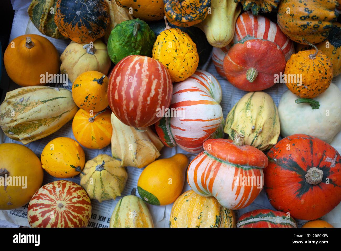 Various pumpkin shapes hi-res stock photography and images - Alamy