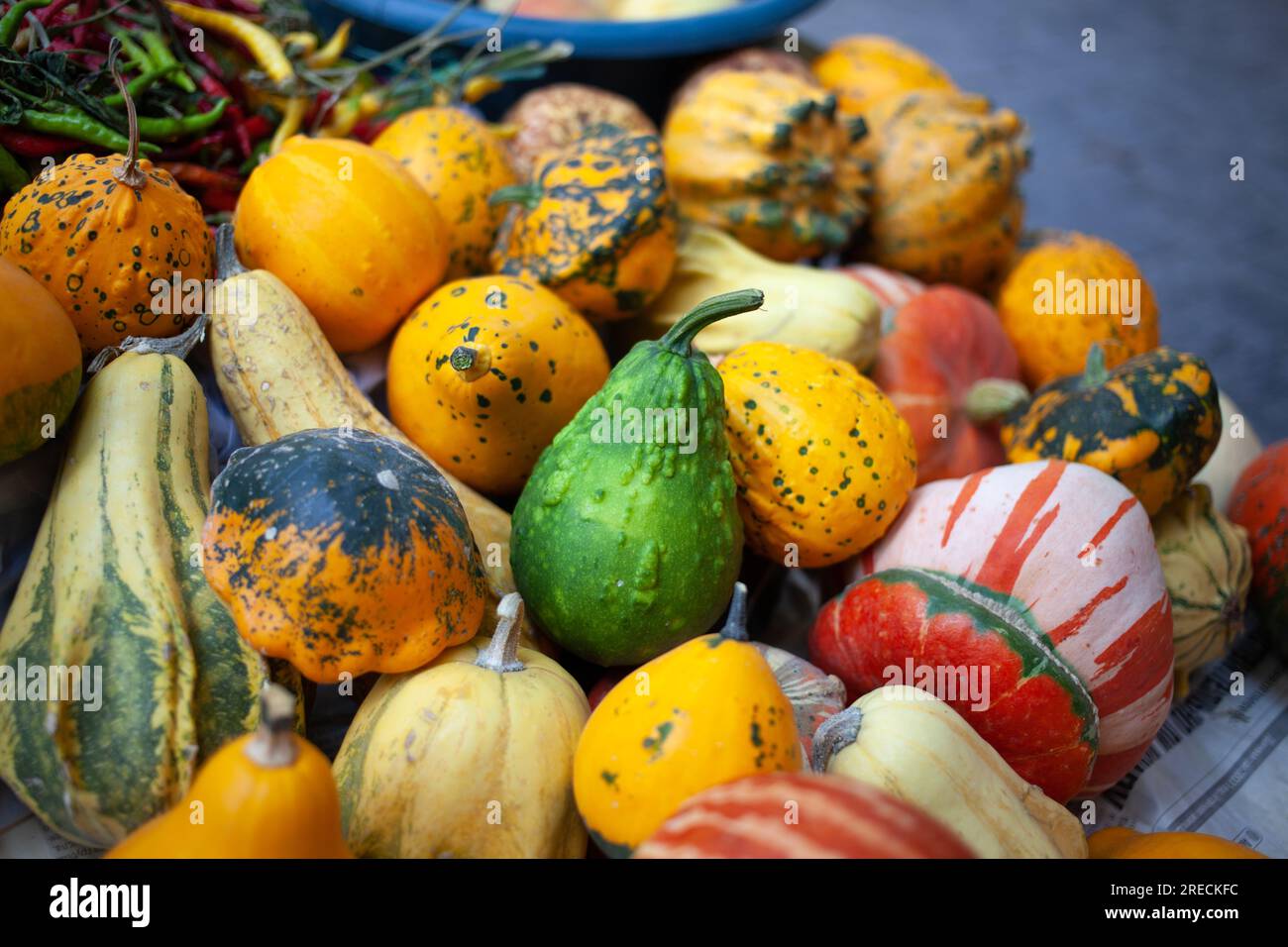 Still life various pumpkins hi-res stock photography and images - Alamy
