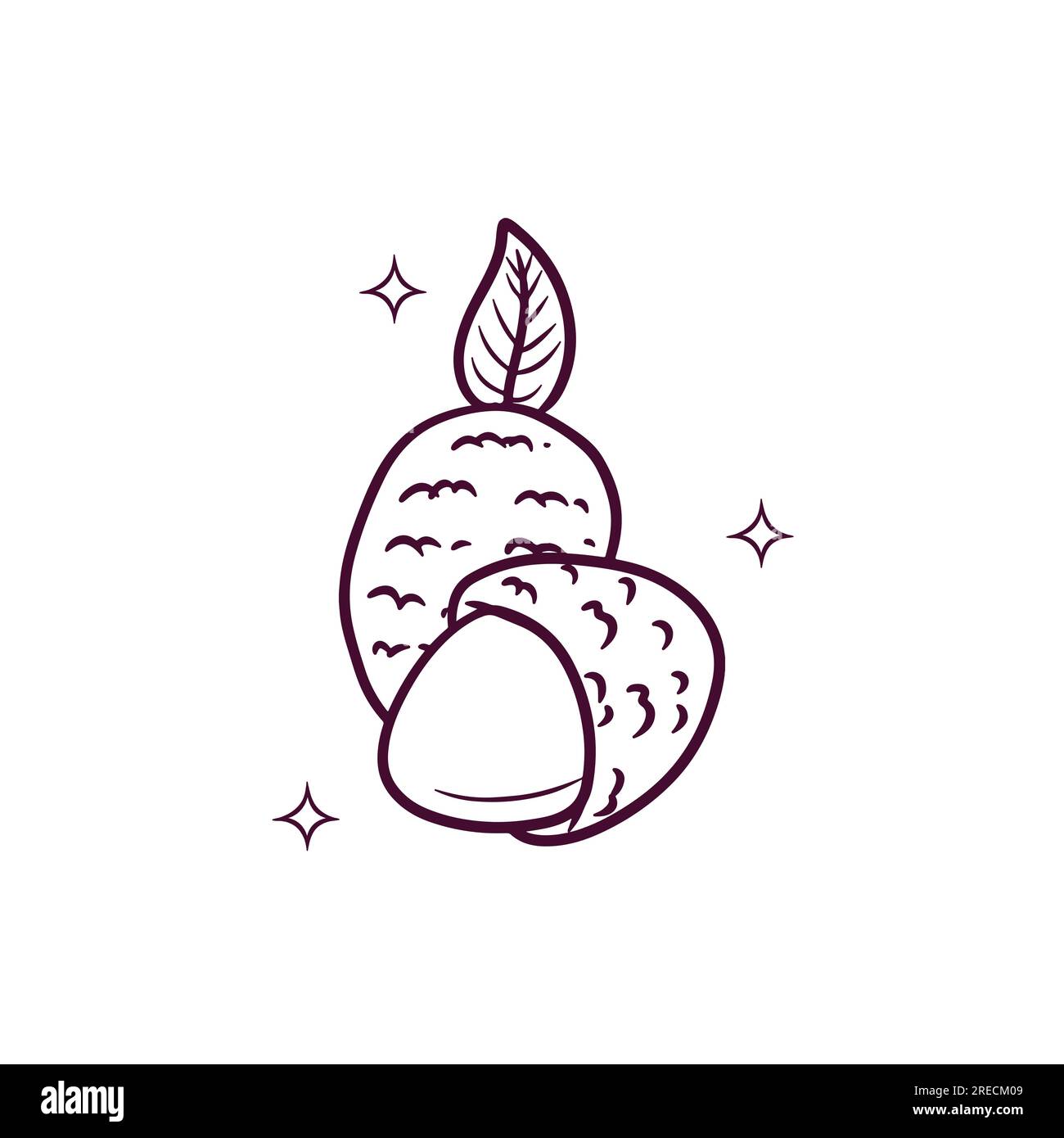 Lychee hand drawn sketch hi-res stock photography and images - Alamy