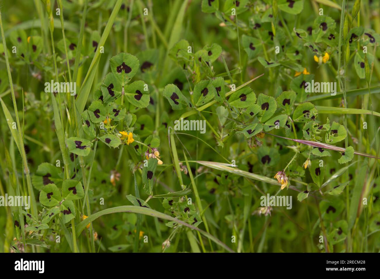 Spotted Medick (Medicago arabica) Norfolk May 2023 Stock Photo - Alamy