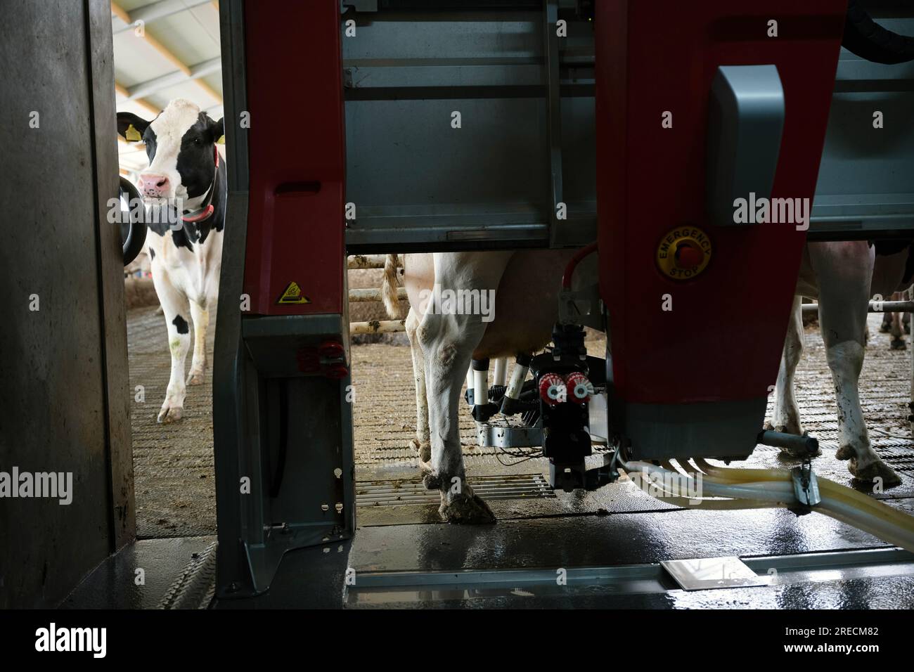 cow waits for her turn at milking robot Stock Photo - Alamy