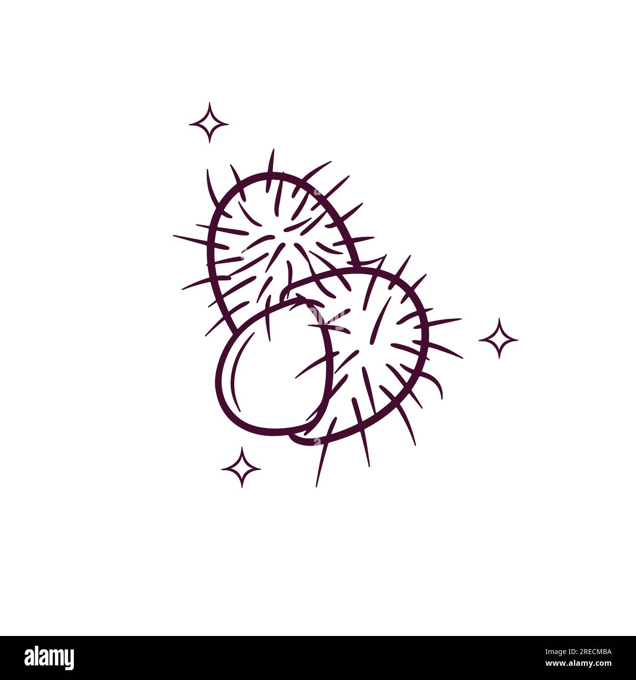 Hand Drawn Rambutan. Doodle Vector Sketch Illustration Stock Vector ...